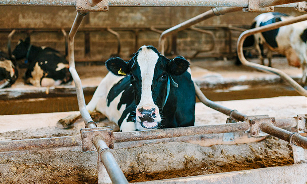 Boas práticas de manejo no Free Stall